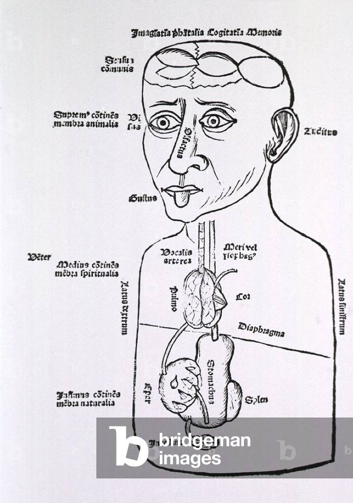 Image of Human figure, half-length, with some of the abdominal internal ...