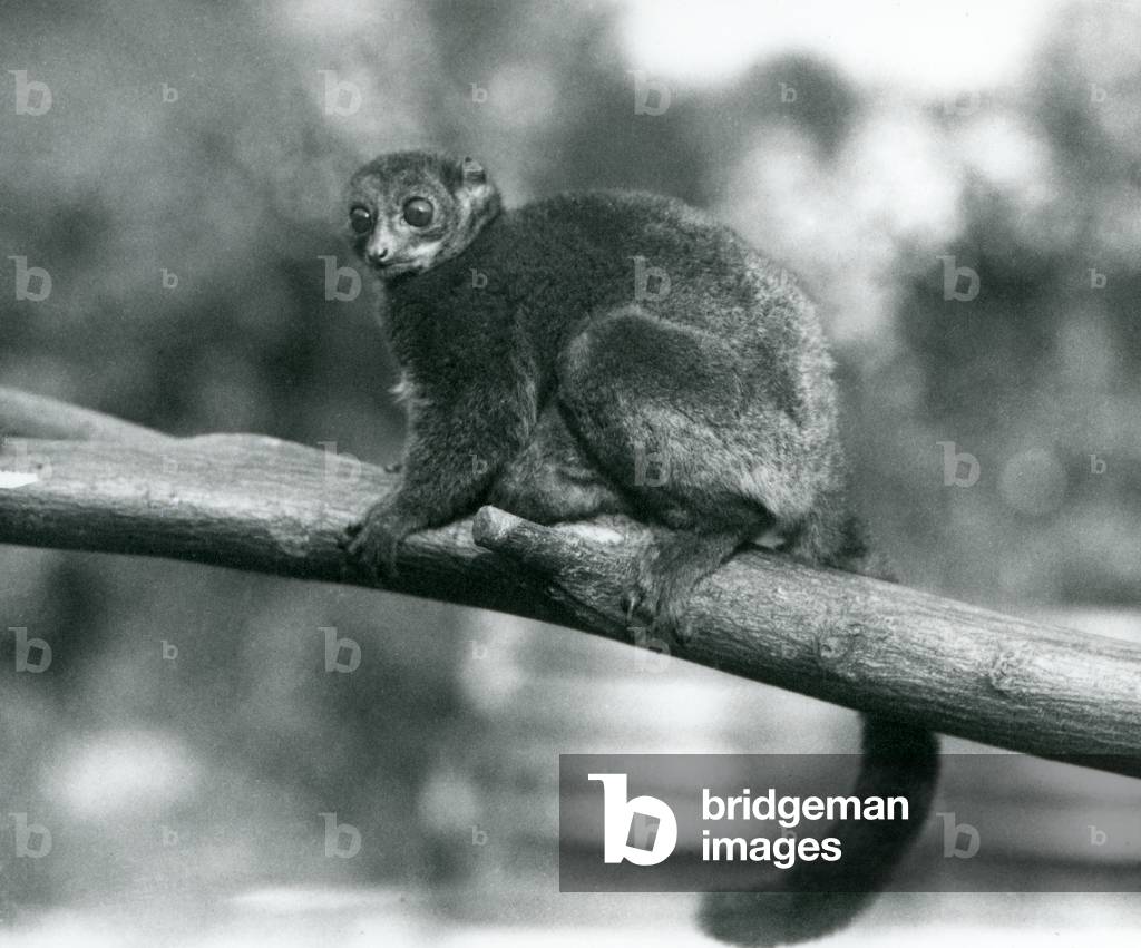 Image of An endangered Coquerel's giant mouse lemur/Coquerel's dwarf ...