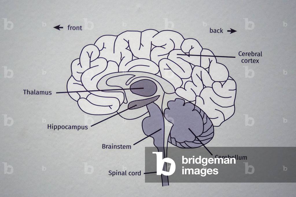 Image of Whole brain picture information through MRI, Brain exhibition ...