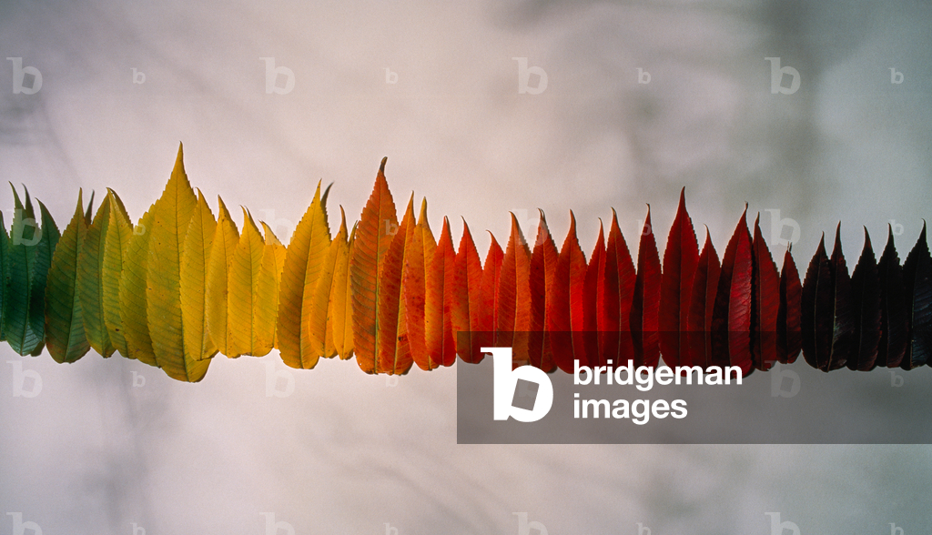 Image of The range in color of sumac leaves., 1999 (photo) by Wolinsky ...