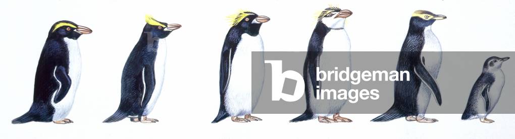 Image of Birds: Sphenisciformes, Snares Penguin (Eudyptes robustus ...