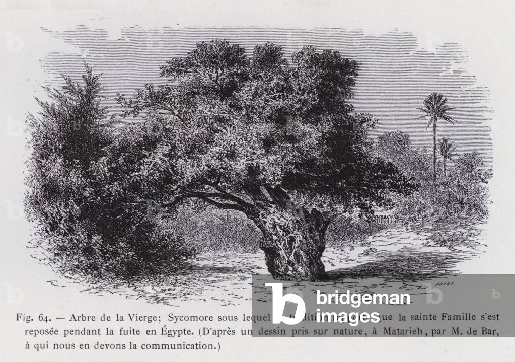Image of Arbre de la Vierge; Sycomore sous lequel la tradition rapporte ...