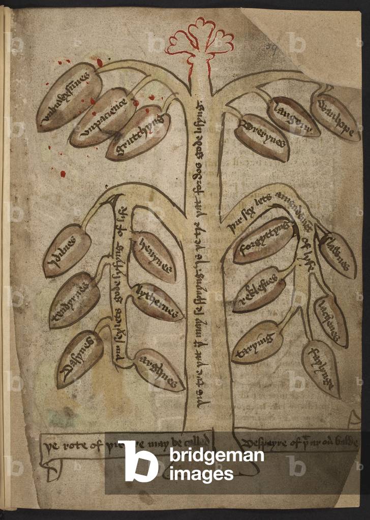 Image of An illustration of a tree with text written on the