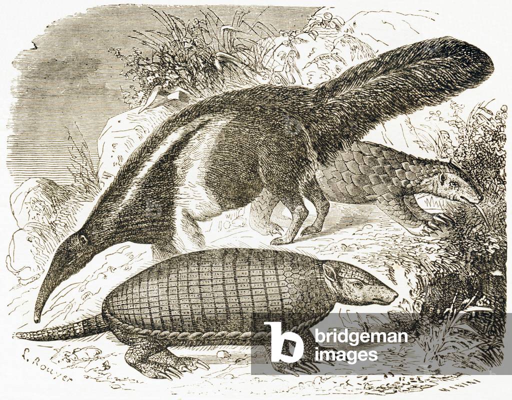 Image of The Encoubert armadillo, The Maned Anteater, and The Big ...