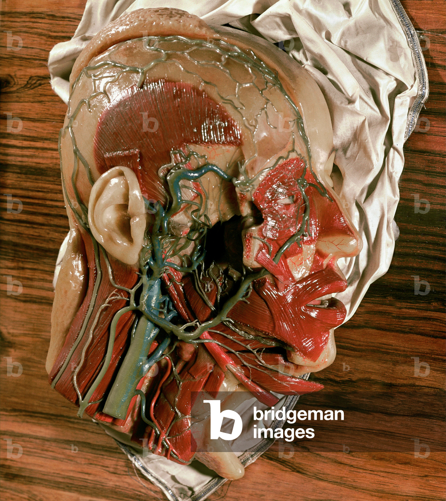 Image of Cross section of a human head with muscles and blood by ...