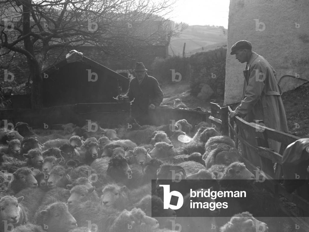 Image of A 'steaming' flock of sheep tightly packed in a pen, by ...