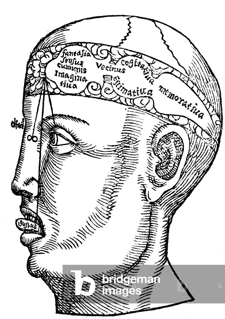 Image of Illustration depicting a Renaissance anatomical drawing (16th ...