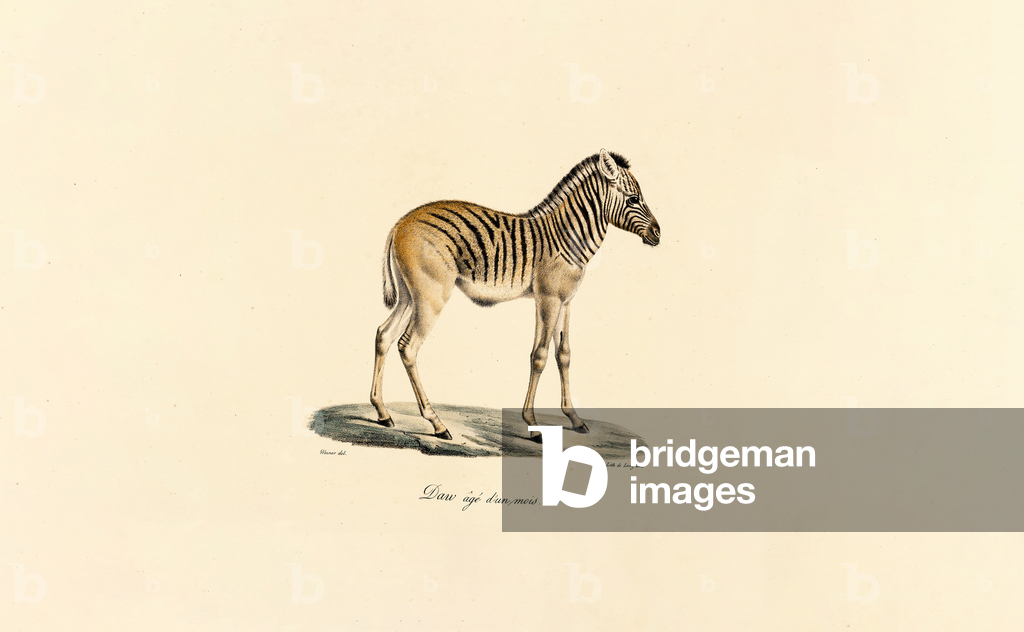 Image of One-year-old Mountain Zebra, 1824 (hand-coloured litho) by ...