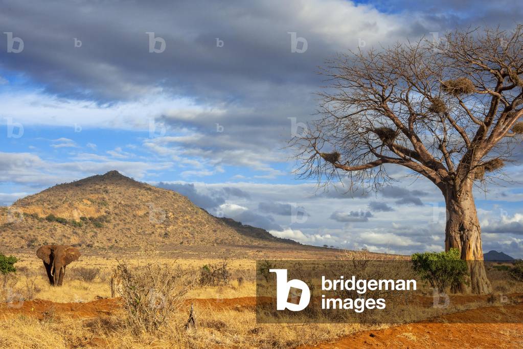 Image of An elephant covered in red dust blocks a track in by Reboredo, Sergi