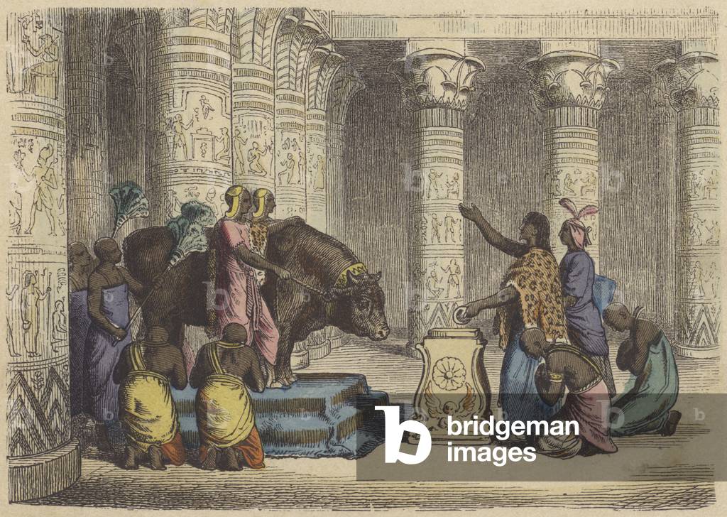 Image of Worship of the Apis Bull in Ancient Egypt (coloured engraving ...