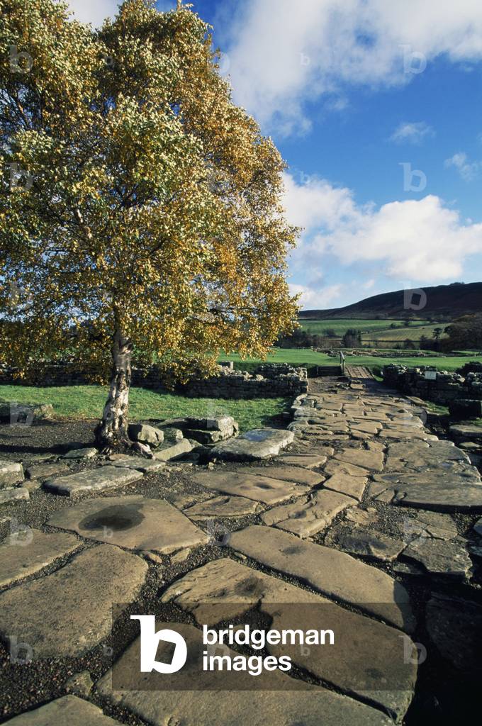 Image of Remains of road leading to Vindolanda Roman Fort, Hadrian's Wall