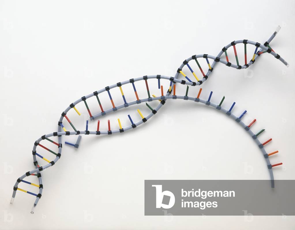 Image of Model of two strands of DNA splitting away from each