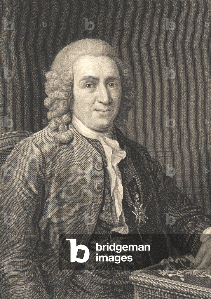 Image of Engraving of Carl Linnaeus, c.1830-40 (line and stipple ...