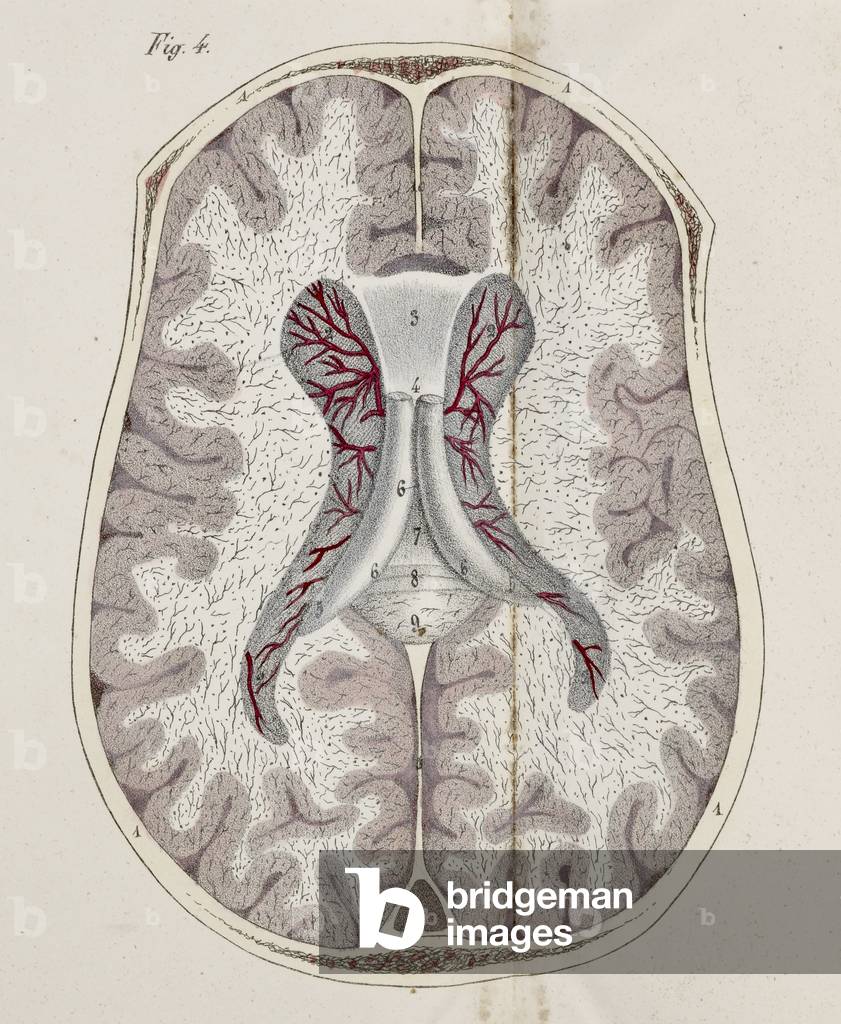 Image of Anatomical drawing. Cross section of the brain.