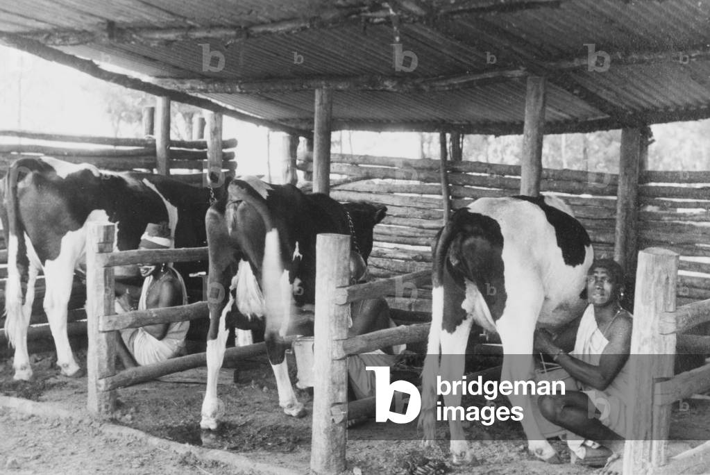 Image of Milking Friesians on a farm near Molo, c.1950 (b/w photo)