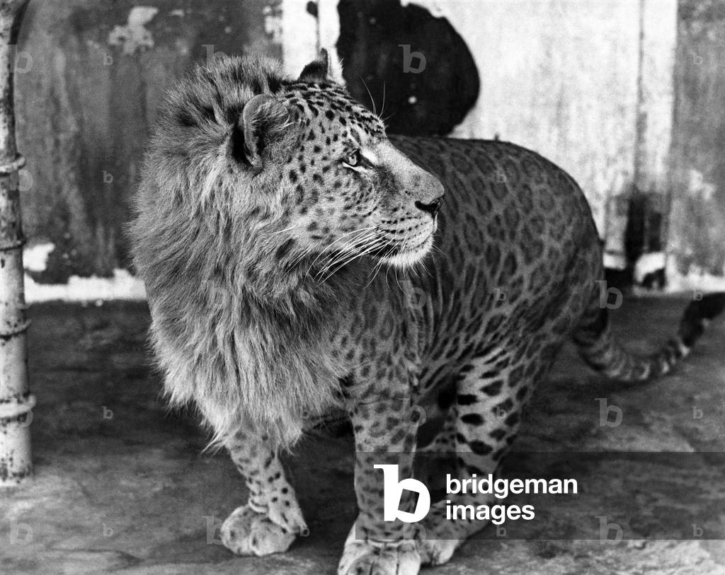 Image of The Lion Who Just Cant Change His Spots: Johnny is