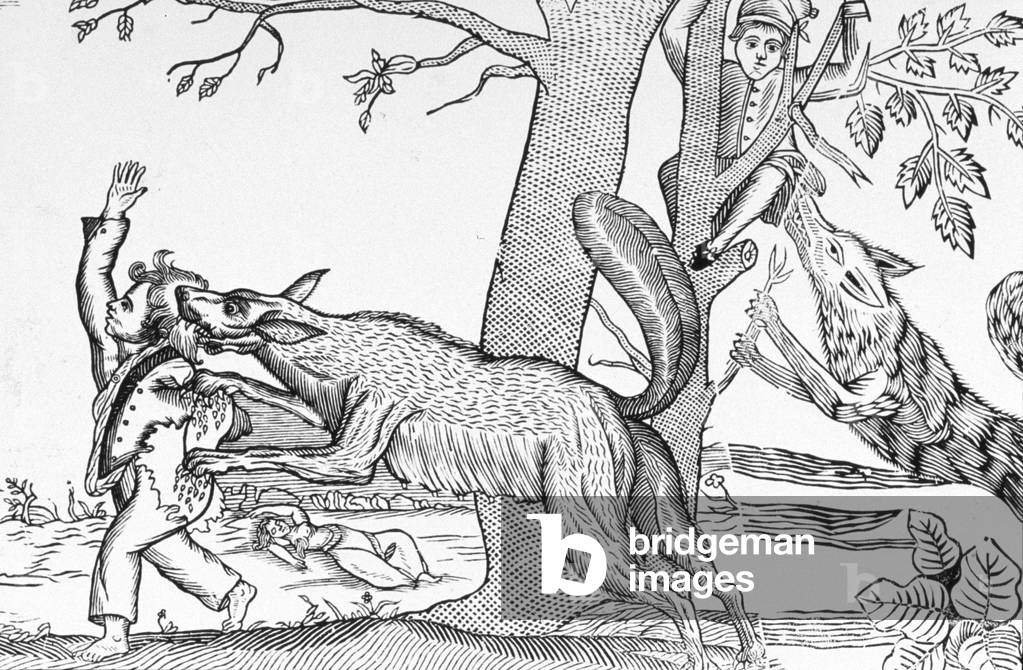 Wolf Attacking Drawing