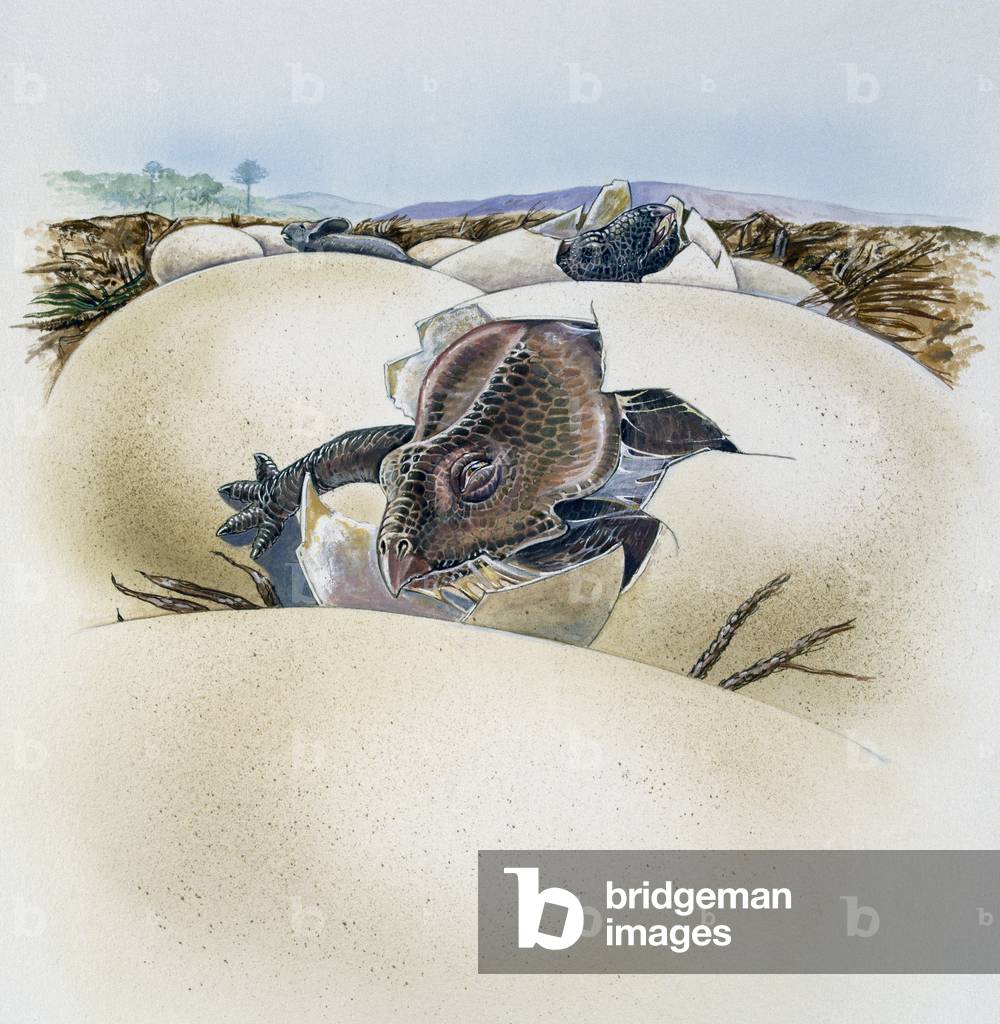 Image of Hatching of Protoceratops eggs, Protoceratopsidae, Late Cretaceous, Illustration (photo)