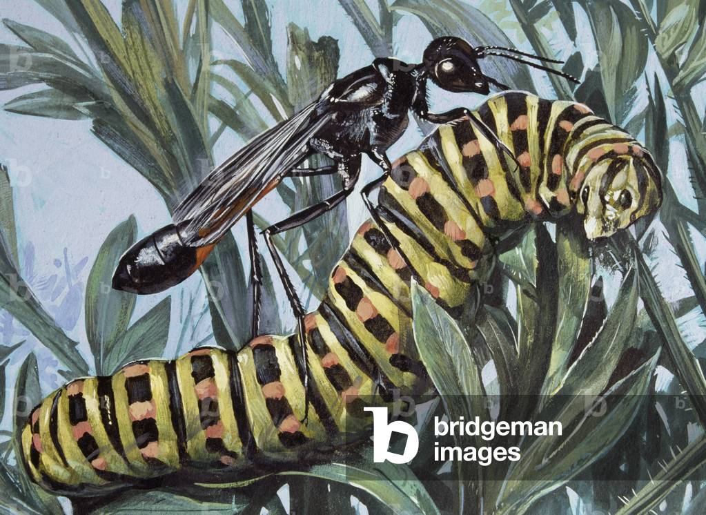 Image of Red-banded Sand Wasp, Hymenoptera, Carrying caterpillar ...