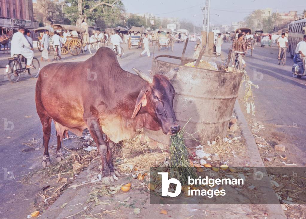 Image of Cow eating, street scene, Lahore, Pakistan, 1970 (photo)
