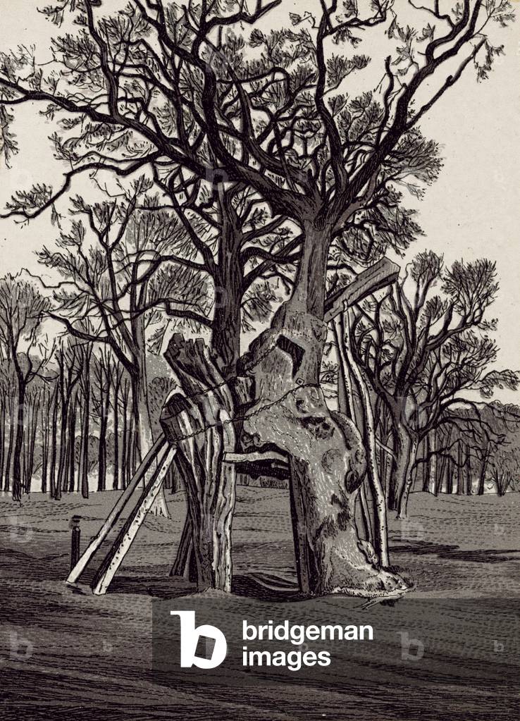 Image of Greendale Oak Welbeck Park (litho) by English School, (19th ...