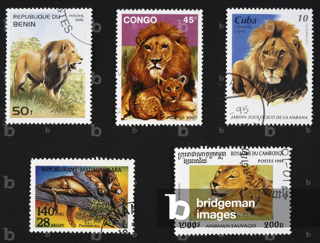 Cuban Lions