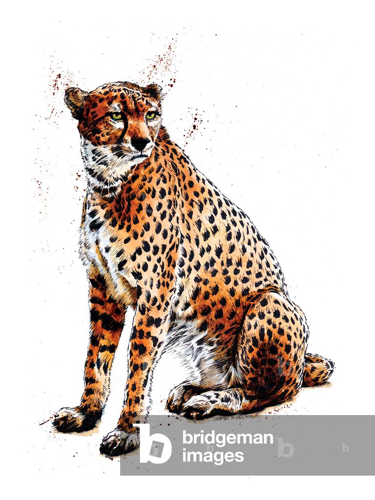 Image of The Cheetah on White, 2020, (pen and ink) by Davis, Mike
