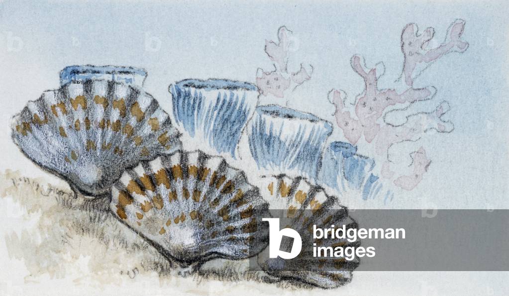 Image of Reconstruction of habitat of Rhynconella sp, extinct genus of ...