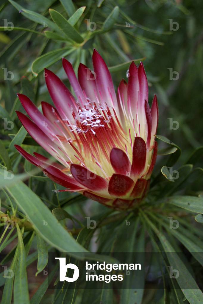 Image of Protea, the national flower of South Africa at Kirstenbosch ...