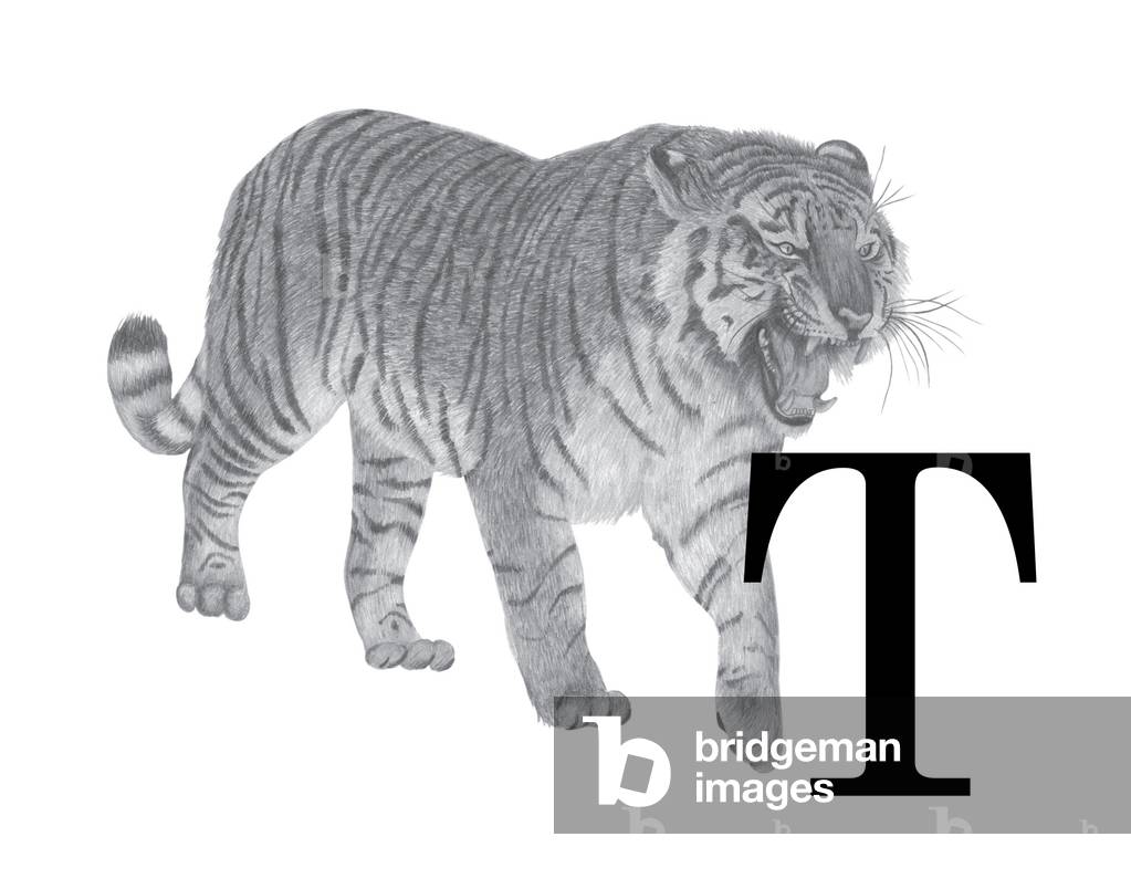 Image of T is for Tiger, 2018 (graphite pencil & digital) by Hsu, Stacy