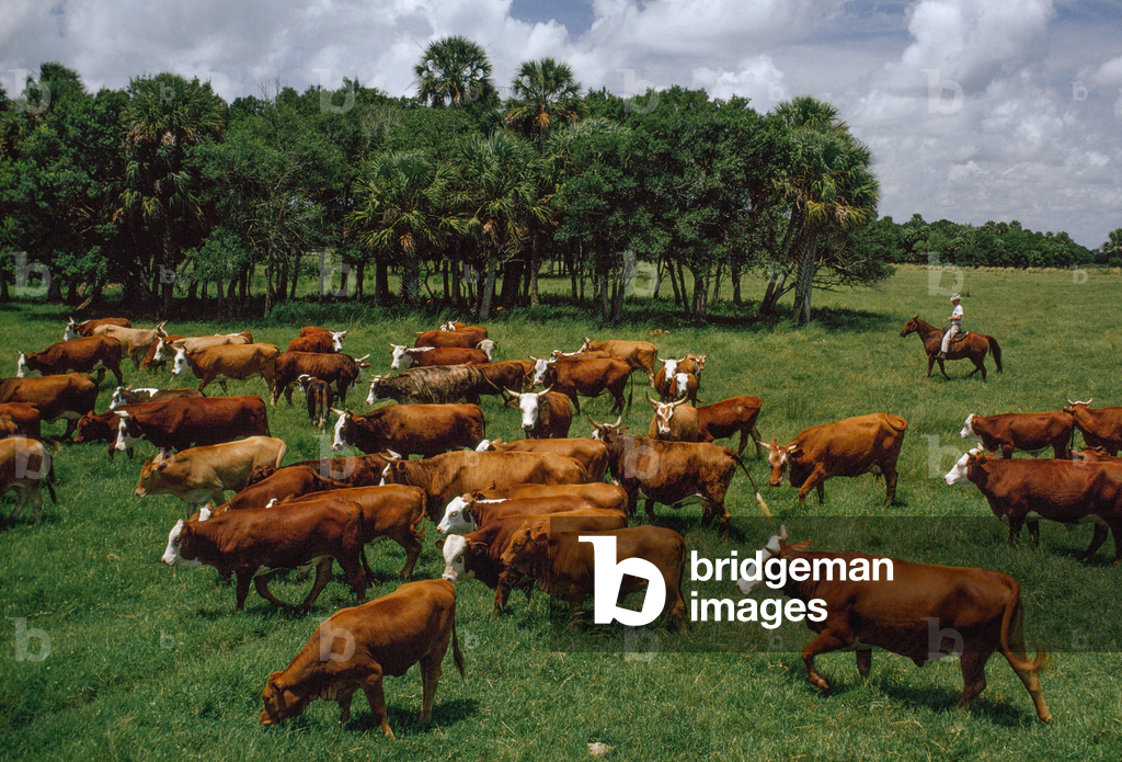 Image of Braford cattle are a cross of Brahman with Angus and by Conger ...