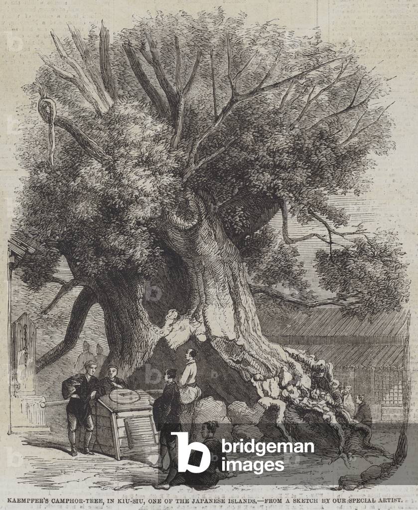 Image of Kaempfer's Camphor-Tree, in Kiu-Siu, one of the Japanese ...