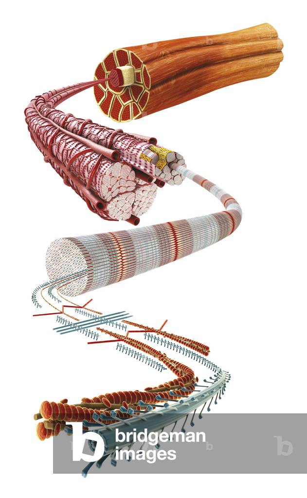 Image of Diagram of muscle structure