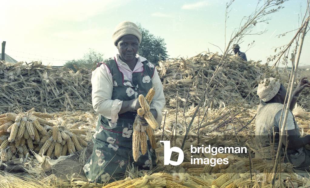 Image of Nelson Mandela's sister Notancu Mabel Timakwe gathering maize in Transkei, by Davis ...
