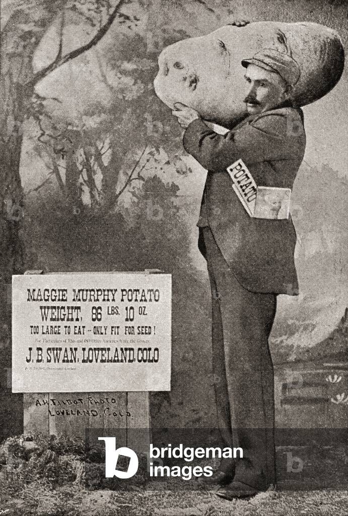 Image of The biggest potato on record in 1879. The Maggie Murphy