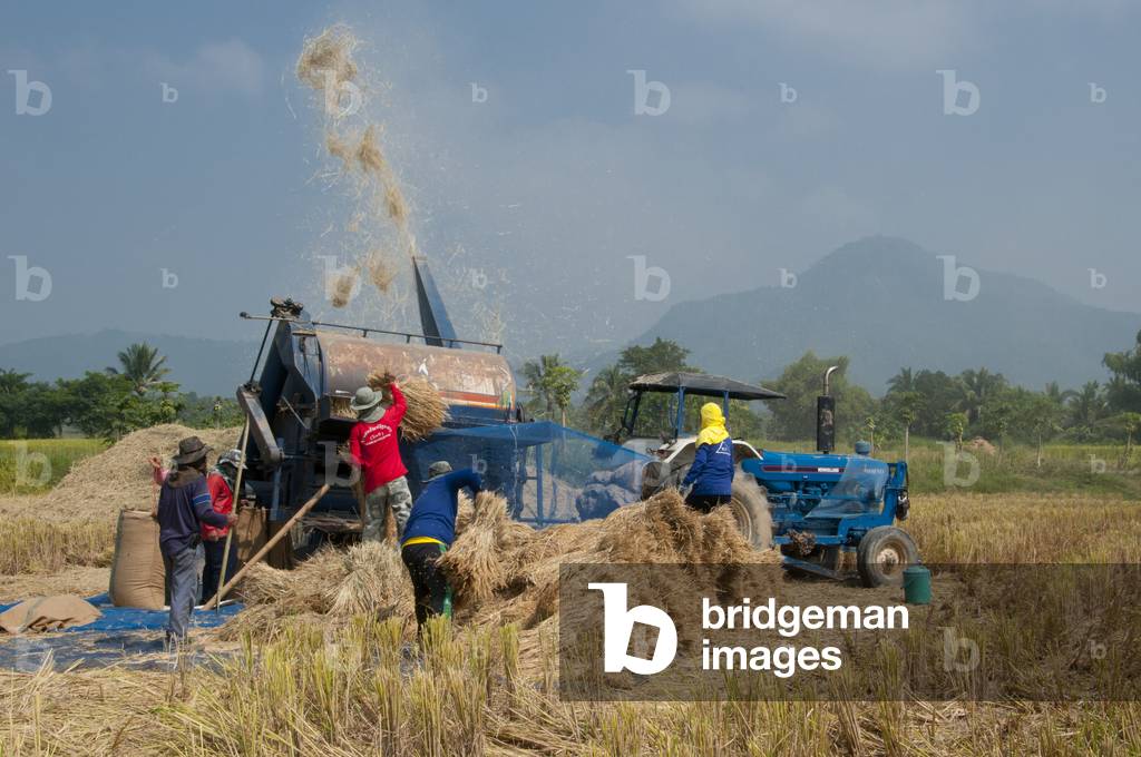 Image of Thailand: A modern threshing machine and its Tai Dam (Black
