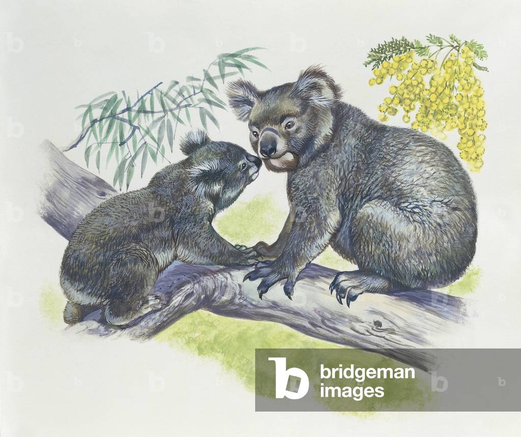 Image of Close-up of a female koala with a joey (Phascolarctos cinereus)