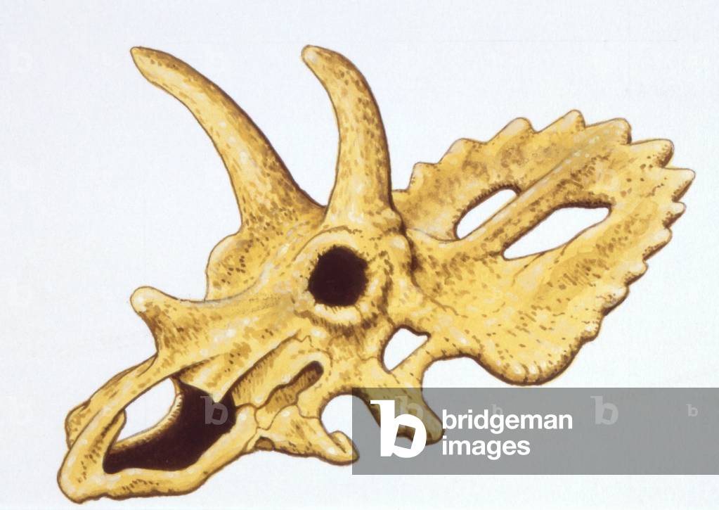 Image of Illustration of skull of Arrhinoceratops (photo)