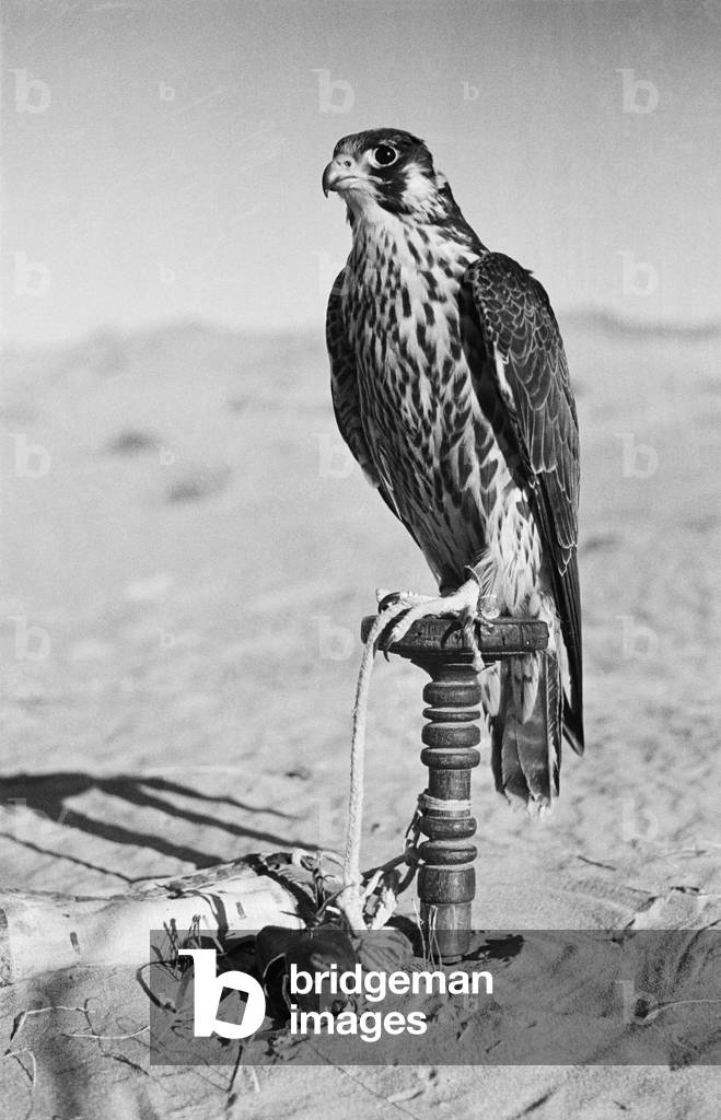 Image of Portrait of a peregrine falcon (shahin), belonging to Sheikh ...