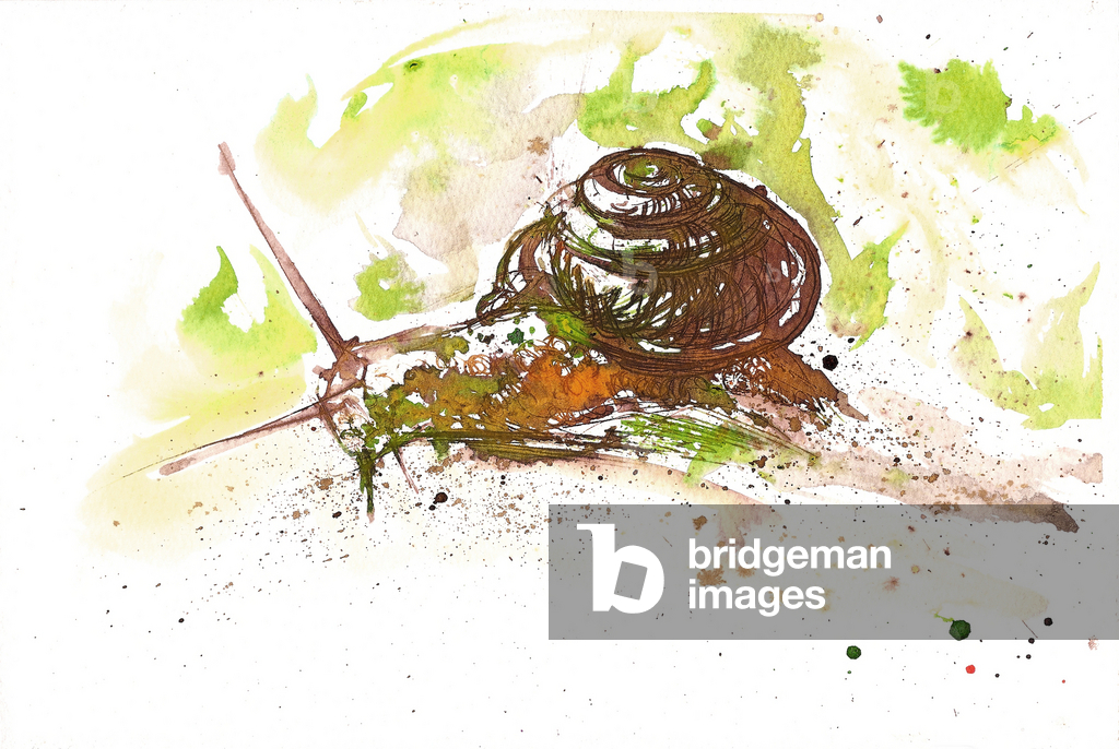 Image of Snail, 2025 (ink) by Osborne, Neale