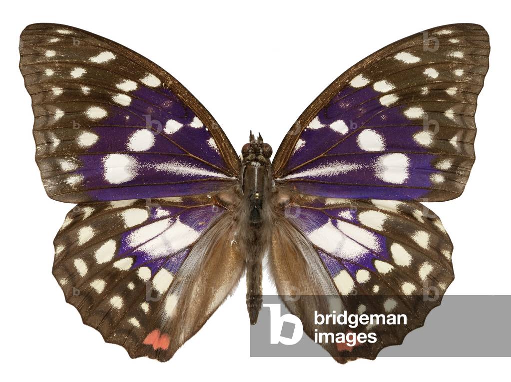 Lila Schmetterling Bilder 8.000+ Kostenlose Lila Schmetterling