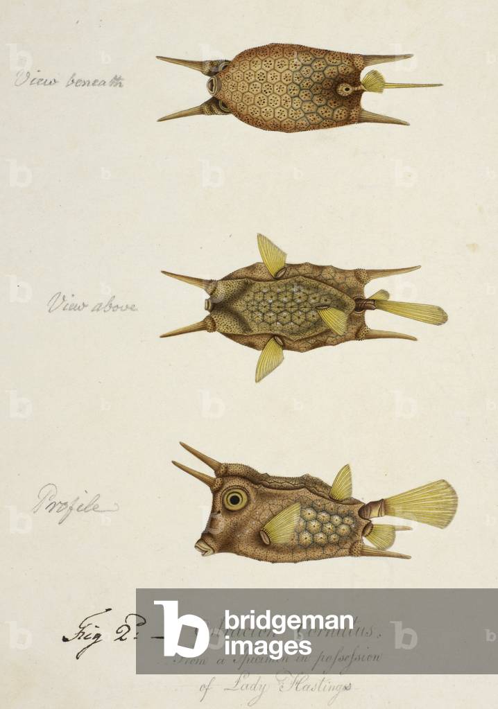 Image of A horned fish viewed from three different angles. Inscribed in