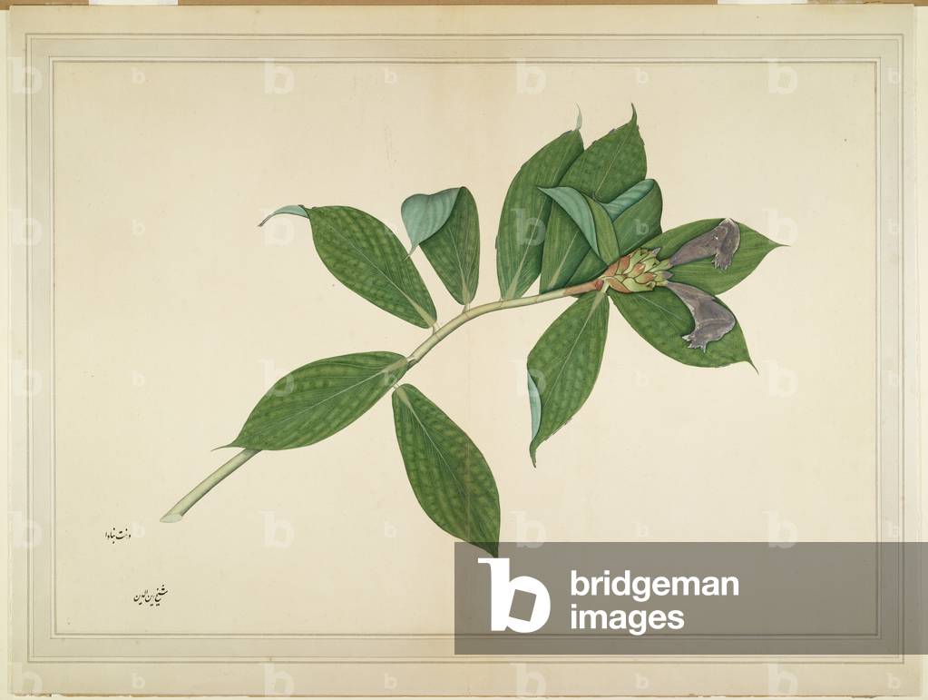 Image of Crepe Ginger Plant, folio from a Series Commissioned by Lady ...
