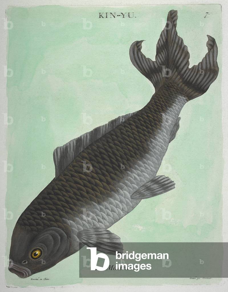 Image of Kin-Yu: Le Mauricot