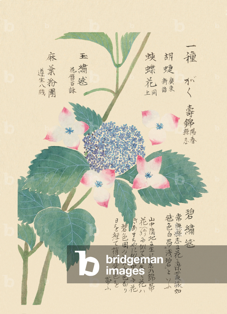 Image of Hydrangea macrophylla var. normalis (ajisai, hydrangea), 1828 ...