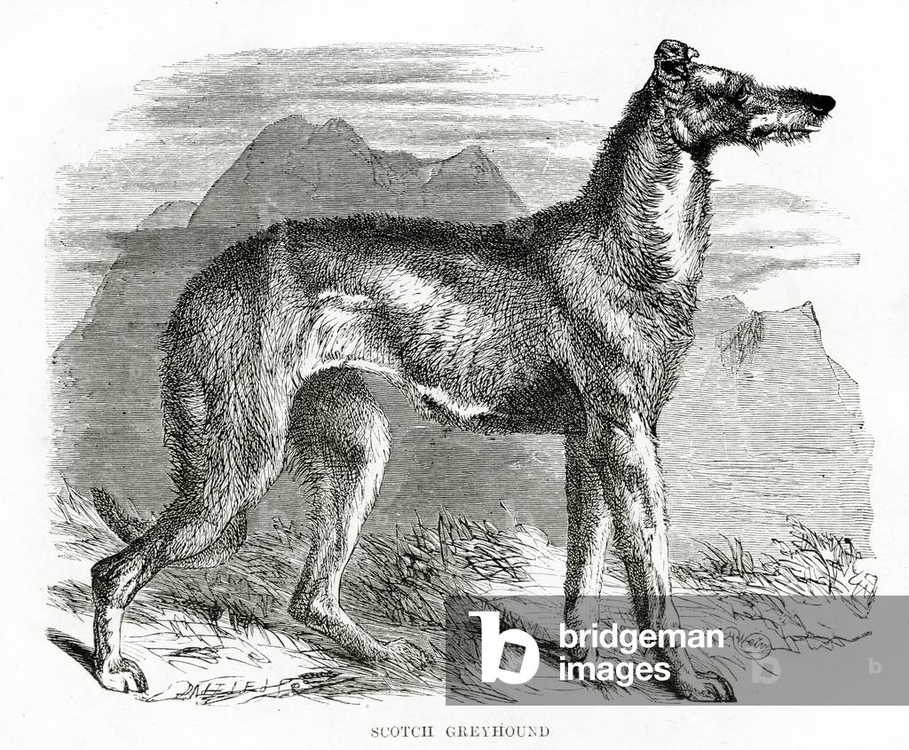 Image of The Scotch Greyhound 1902 (litho)