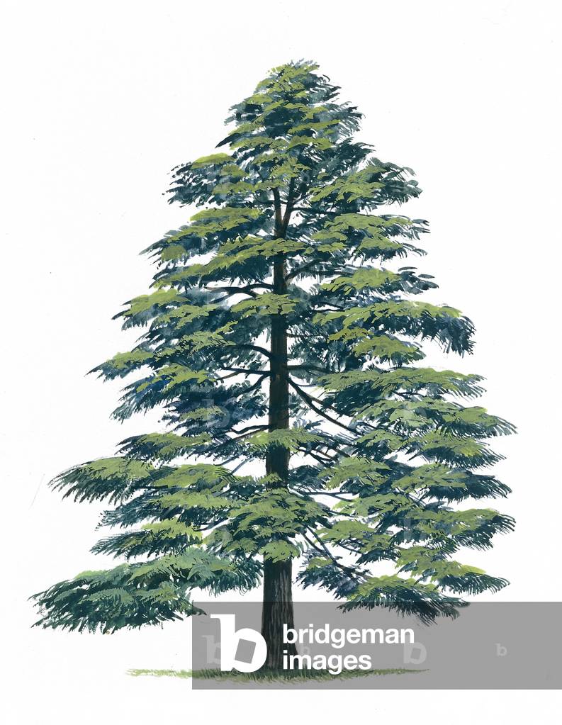 Red Cedar Tree Drawing