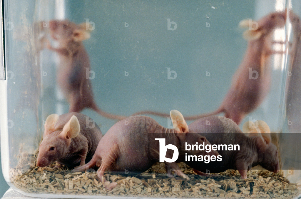 Image of Nude Mice Serve as Factories for Antibodies at Hybritech ...