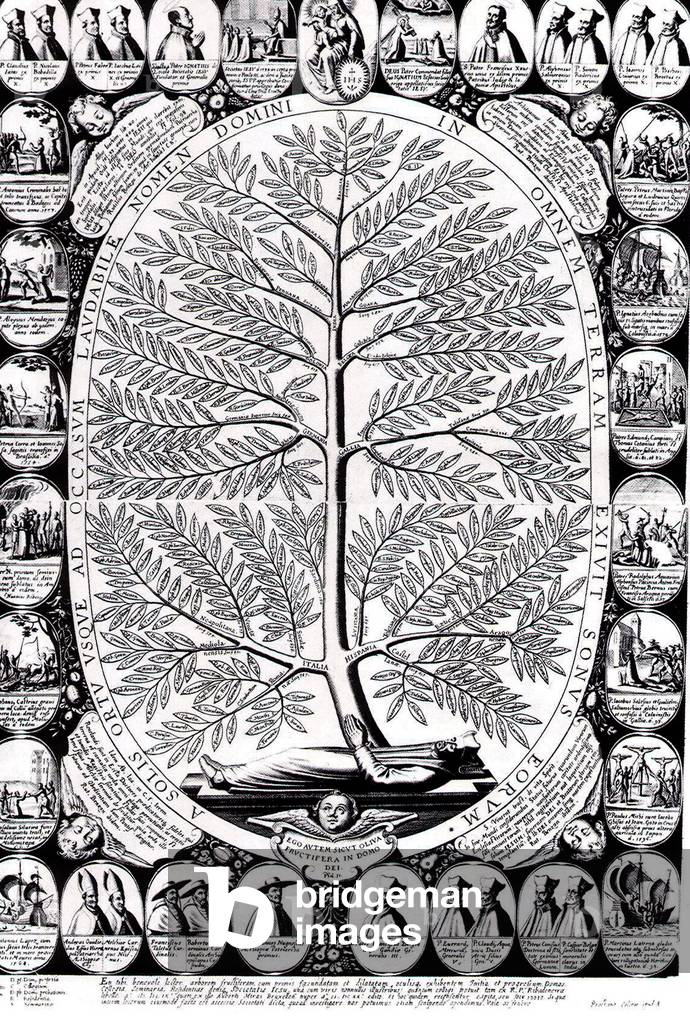 Image of (Jesuit Tree) Jesuit's Bark, also called Peruvian Bark, is the