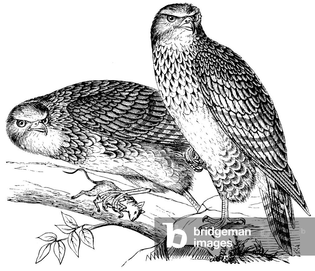 Image of Common Buzzard